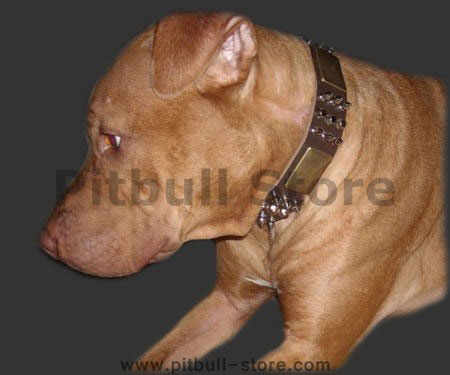 Pitbull Dog Harnesses, Collars, Leashes, Muzzles, Breed Information and ...